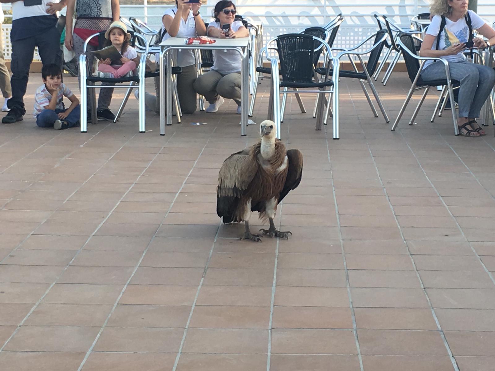 RETAMA organiza un taller para saber qué hacer si encontramos un animal ...